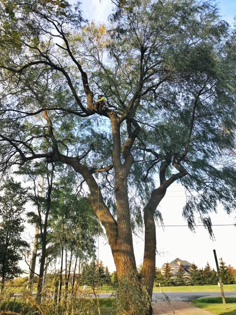 Everest Tree Care Gallery - Everest Tree Care Ontario