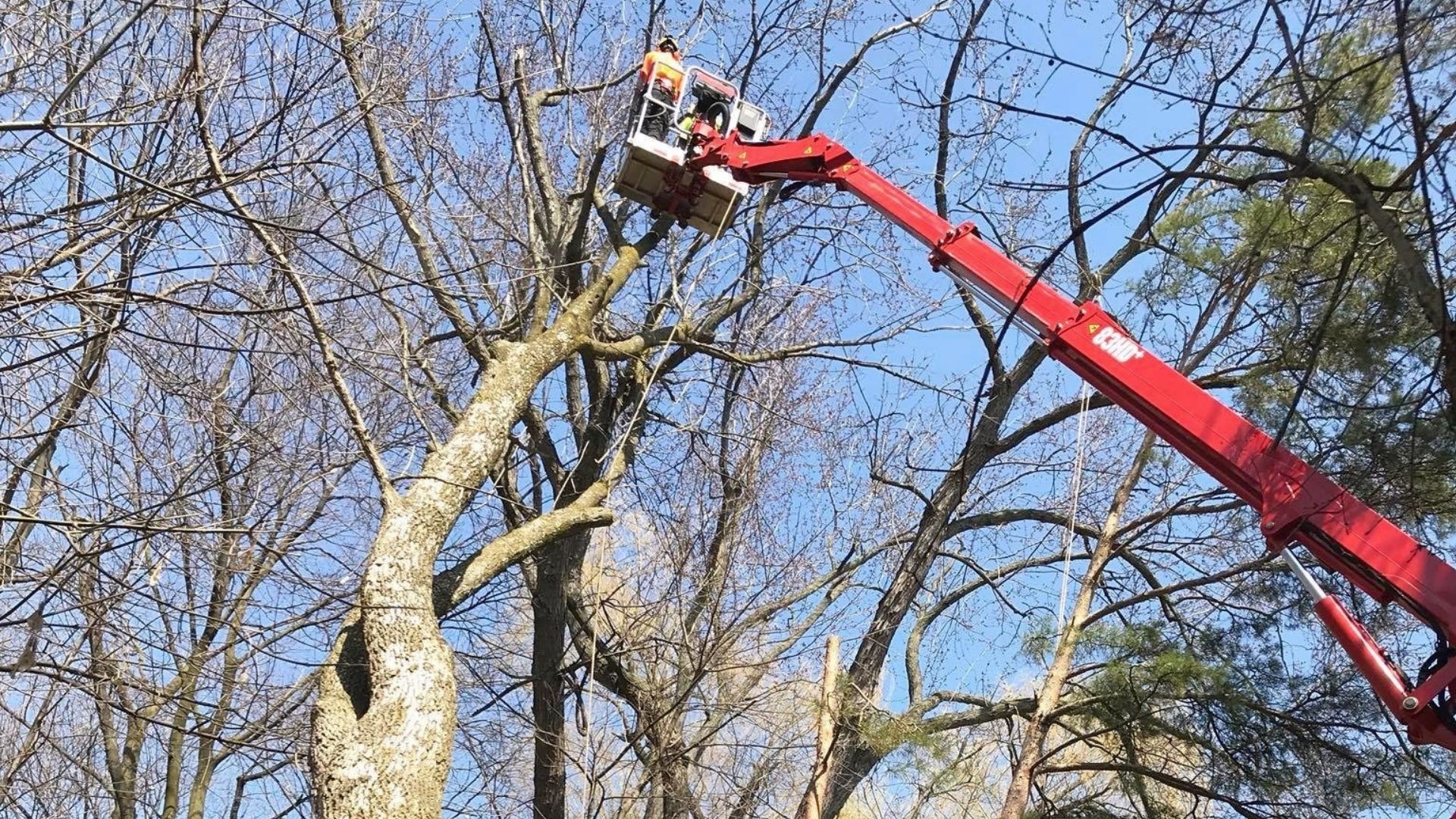 Everest Tree Care Ontario - Everest Tree Care Ontario