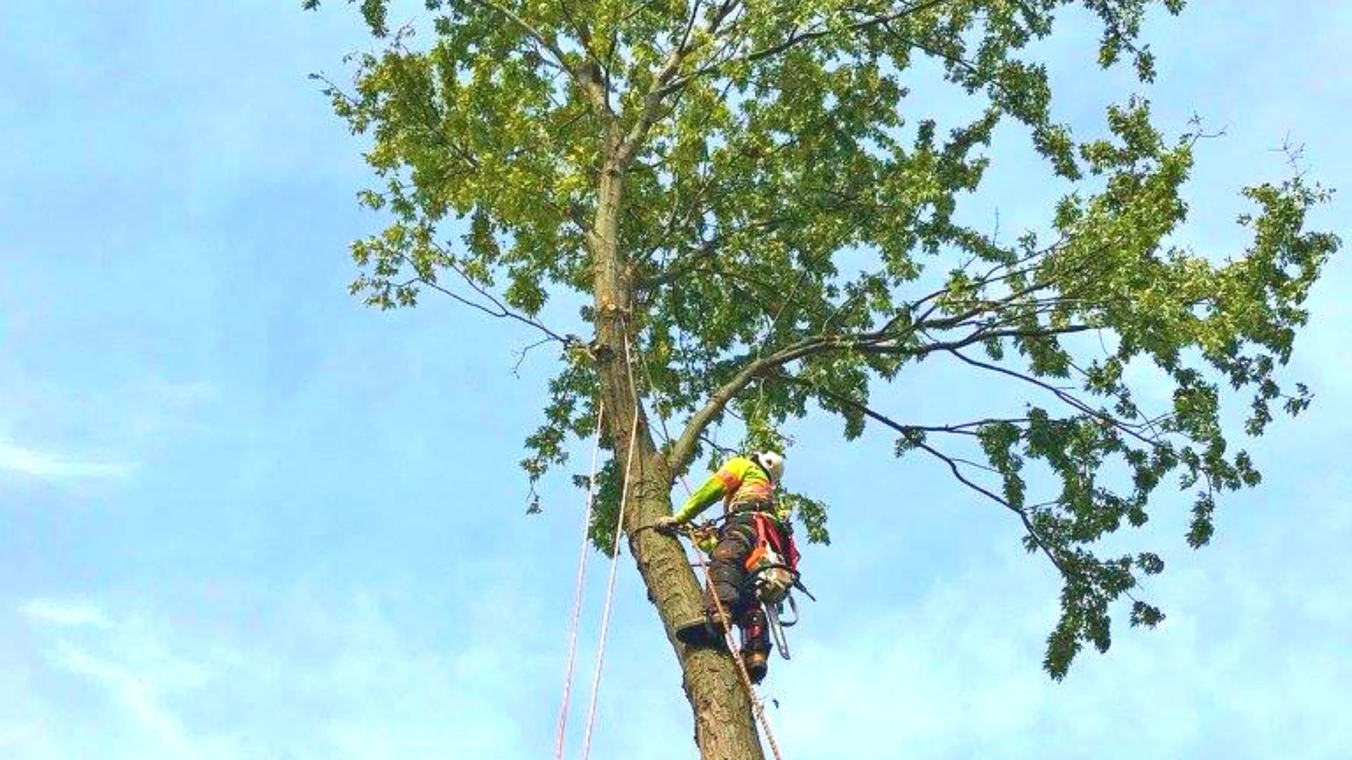 Everest Tree Care Ontario - Everest Tree Care Ontario