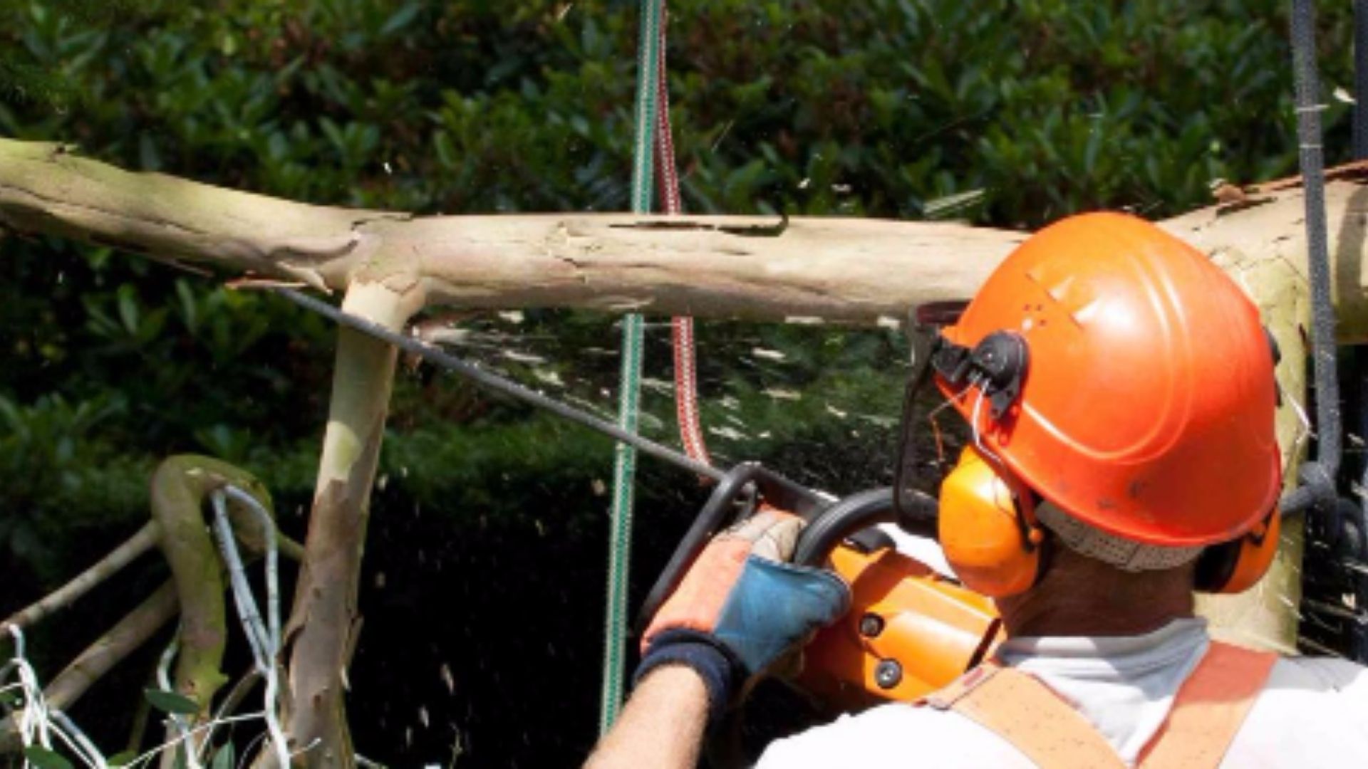 Everest Tree Care Ontario - Everest Tree Care Ontario